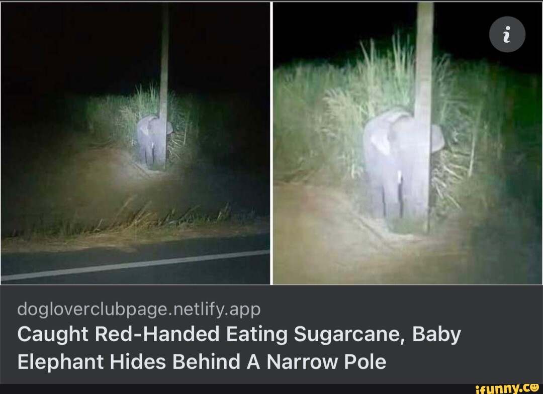 Dogloverclubpage.netlify.app Caught Red-Handed Eating Sugarcane, Baby ...