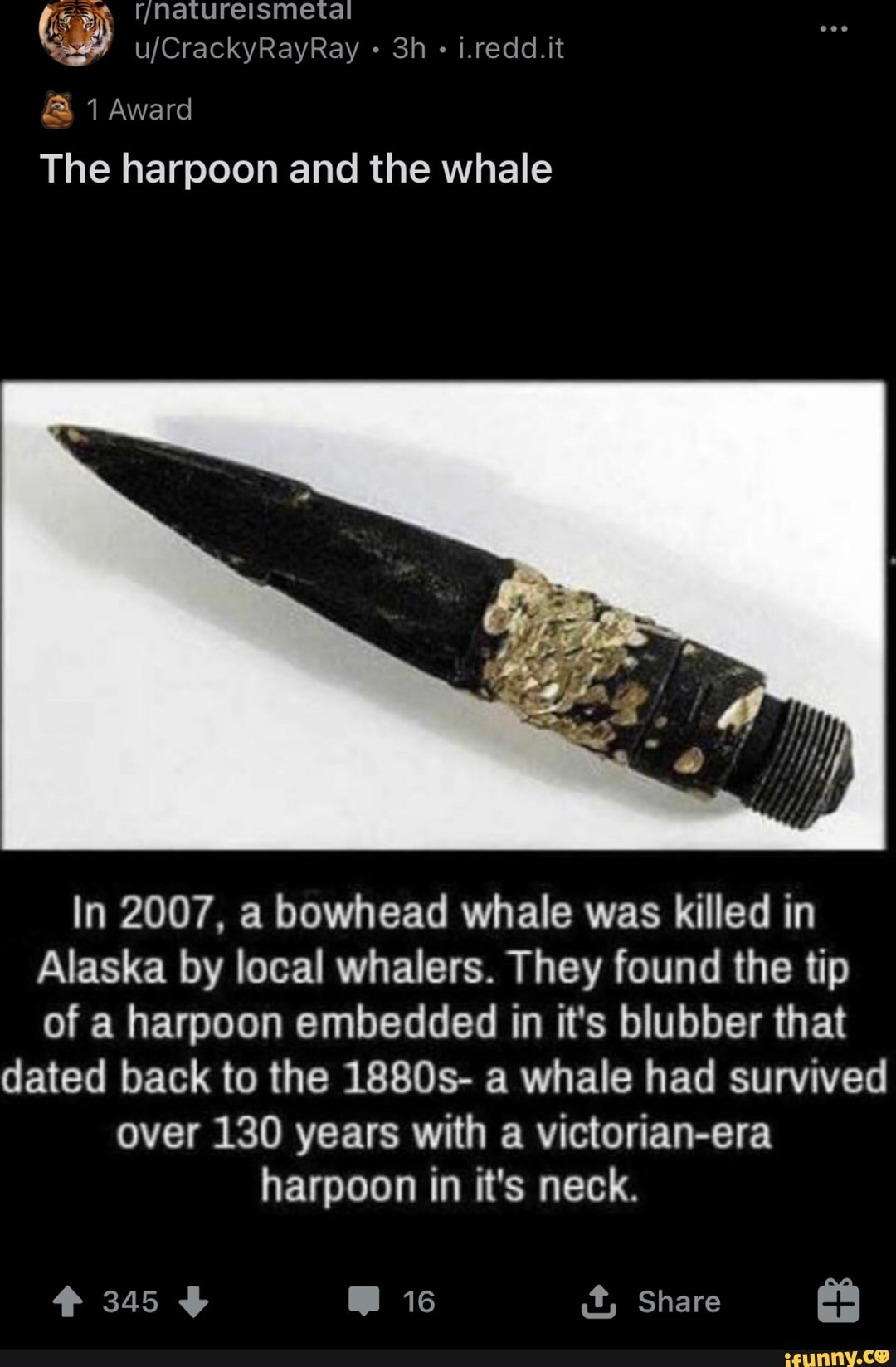 Se i.redd.it 1 Award The harpoon and the whale In 2007, a bowhead whale ...