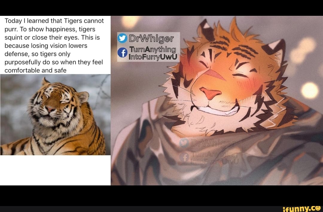 Today I learned that Tigers cannot purr. To show happiness, tigers ...
