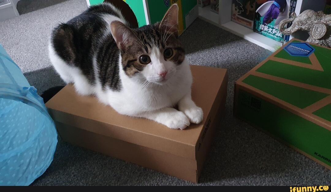 Shoeboxes memes. Best Collection of funny Shoeboxes pictures on iFunny