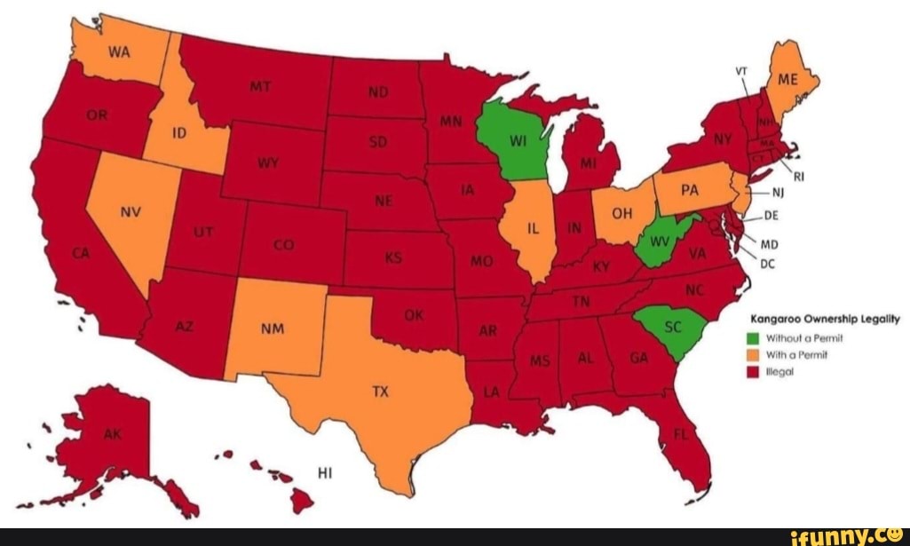 Kangaroo Ownership Legality without with - iFunny