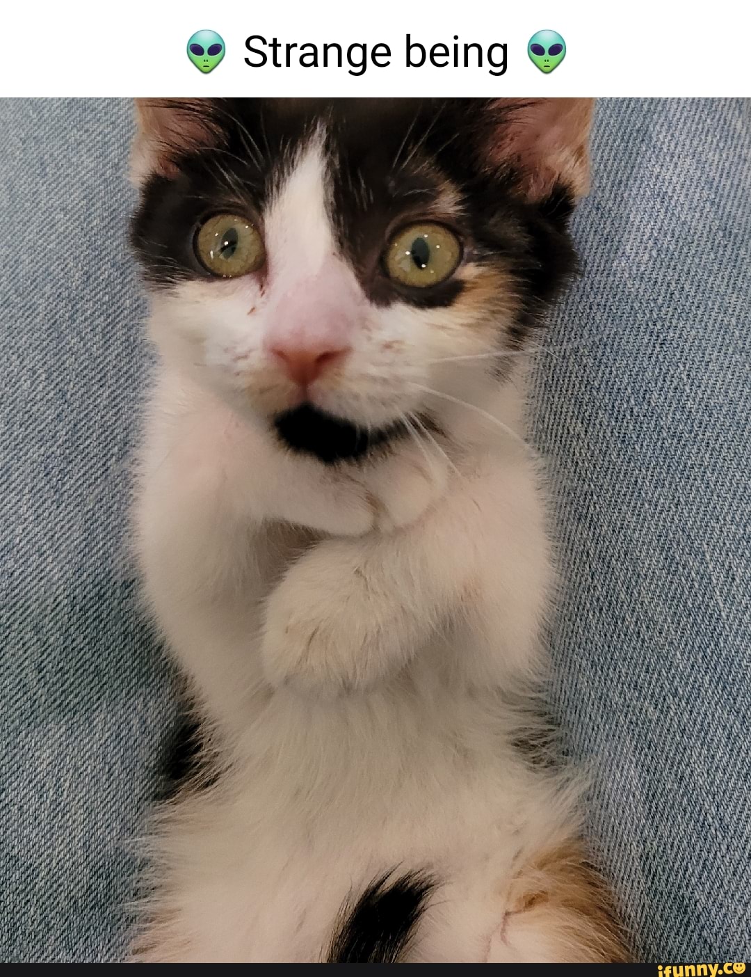 Tilly memes. Best Collection of funny Tilly pictures on iFunny