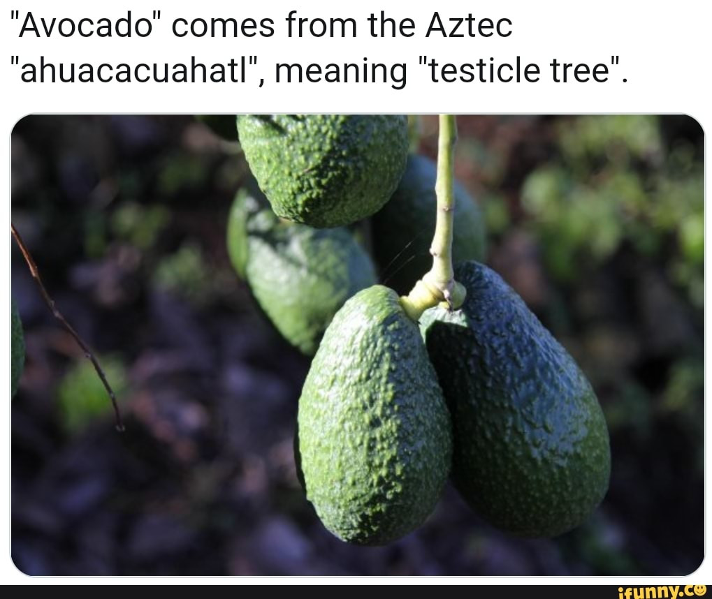 Avocado Testicle Memes Avocado Memes And Images Imgur