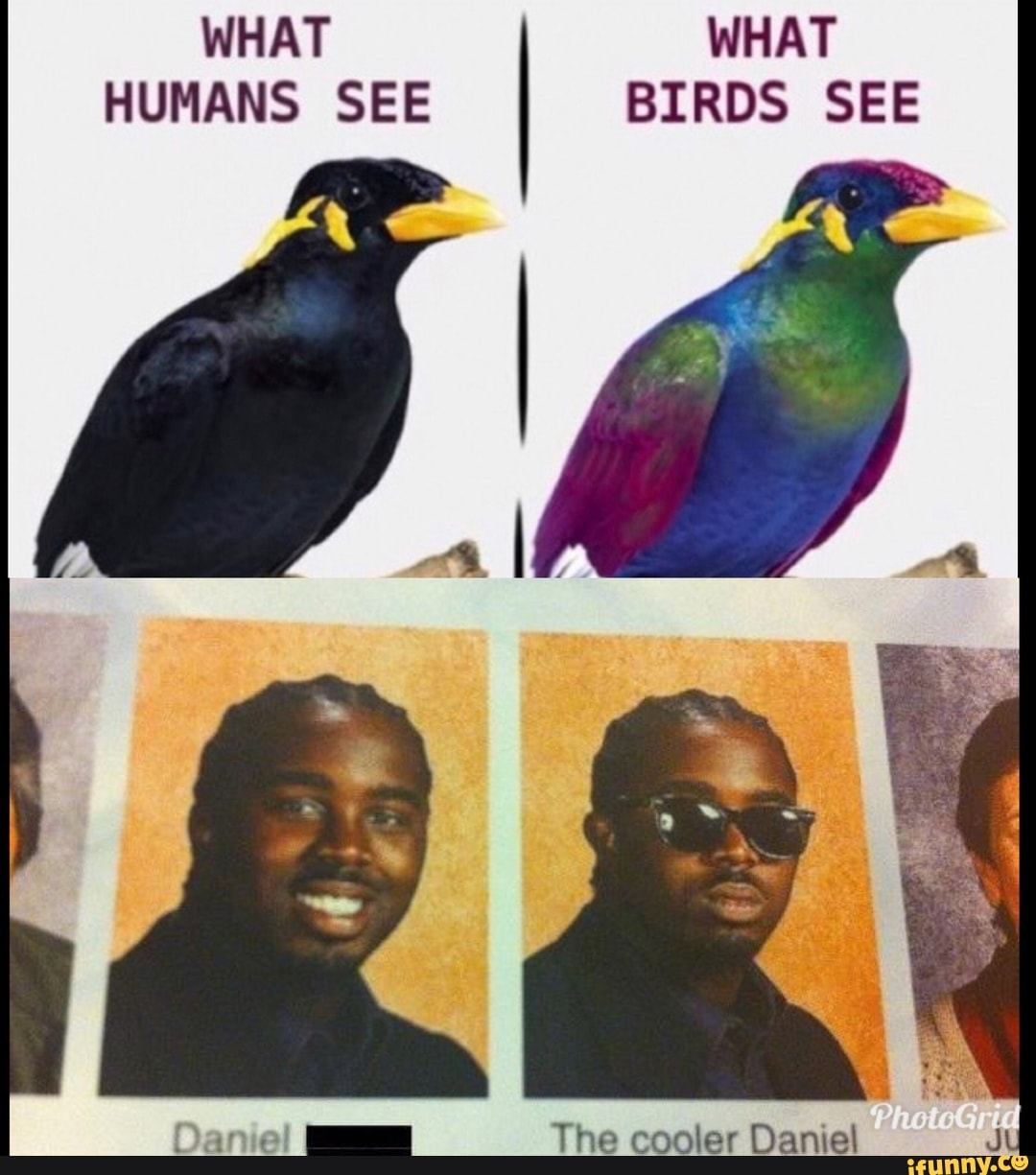 HUMANS SEE BIRDS SEE - iFunny
