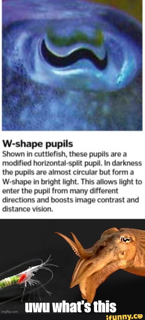 W-shape pupils Shown in cuttlefish, these pupils are a modified ...