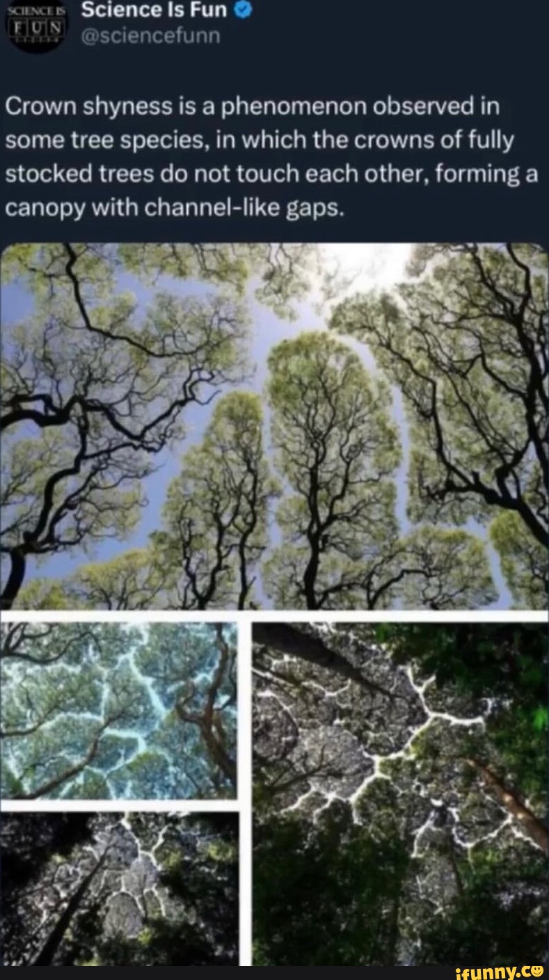 Science is Fun FON cefun Crown shyness is a phenomenon observed in some ...