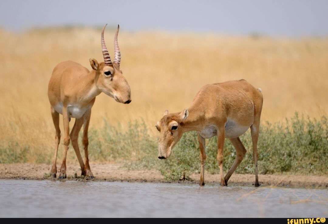 Saiga_antelope memes. Best Collection of funny Saiga_antelope pictures ...