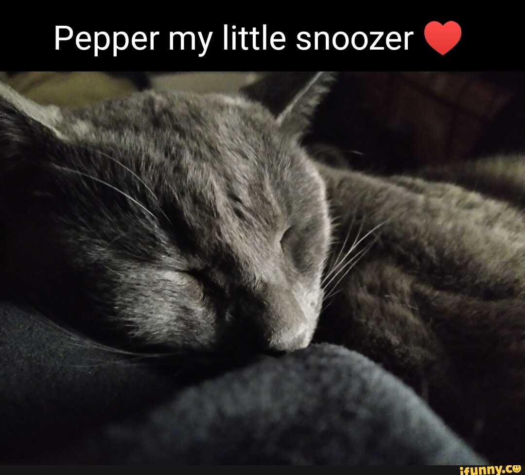 Snoozer memes. Best Collection of funny Snoozer pictures on iFunny