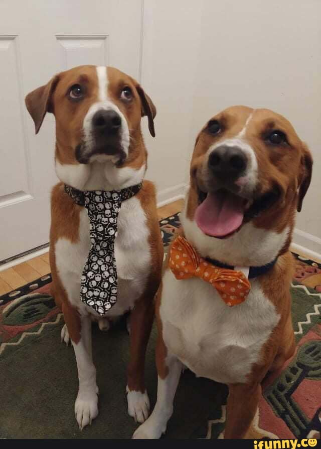 English_foxhound memes. Best Collection of funny English_foxhound ...