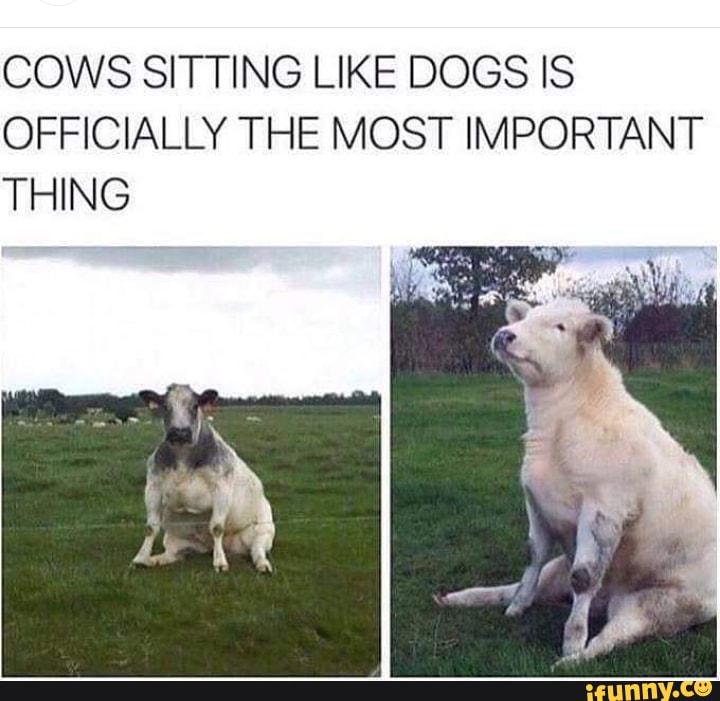 Well TIL - COWS SITTING LIKE DOGS IS OFFICIALLY THE MOST IMPORTANT ...
