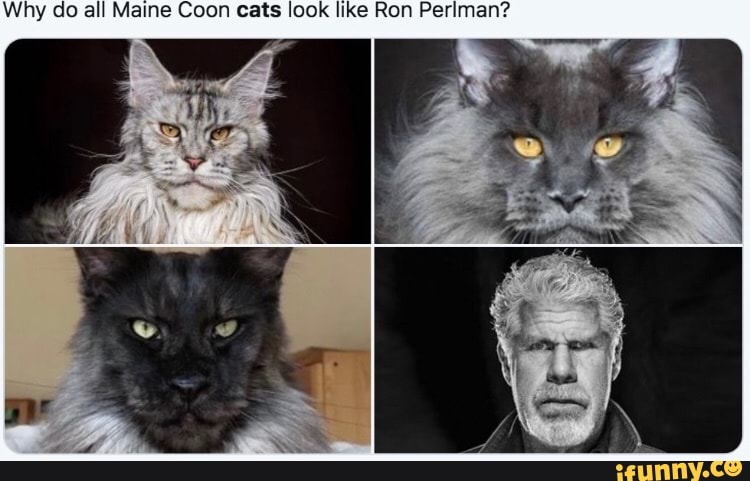 Why do all Maine Coon cats look like Ron Perlman? Ss - iFunny