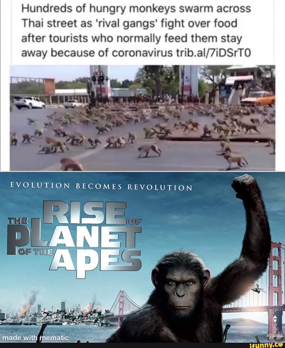 Hundreds of hungry monkeys swarm across Thai street as 'rival gangs ...