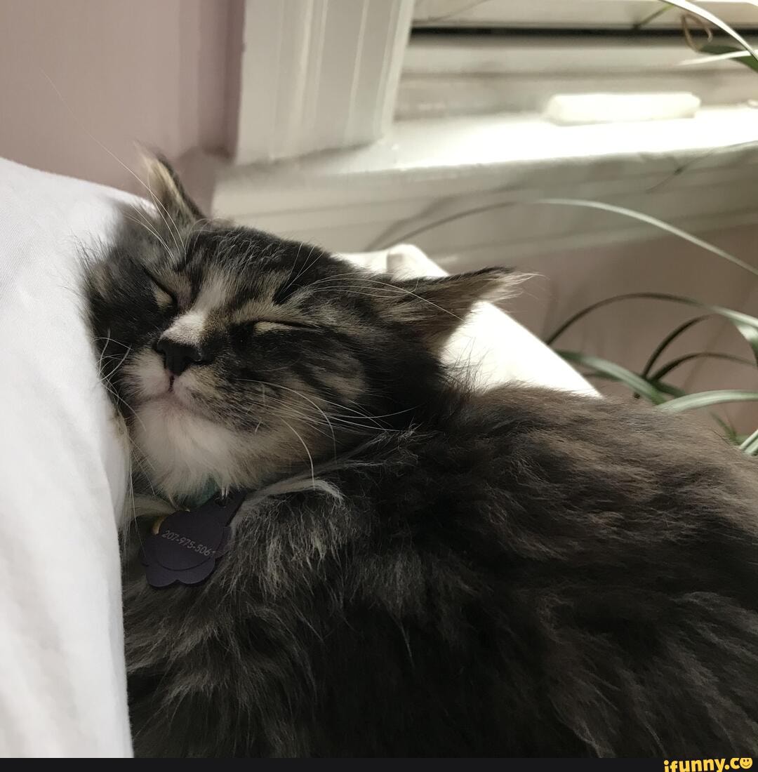 Smize memes. Best Collection of funny Smize pictures on iFunny