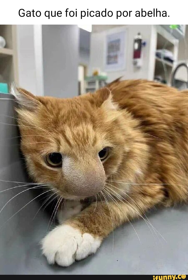 Gato que foi picado por abelha. - iFunny Brazil