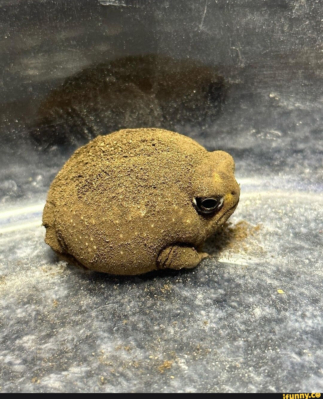 Picture memes 0FayurRMA by friggin_frog: 7 comments - iFunny