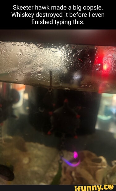 Skeeter memes. Best Collection of funny Skeeter pictures on iFunny