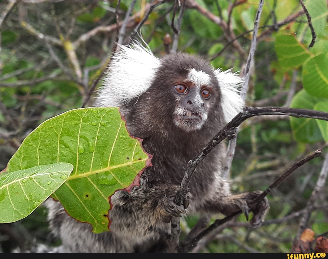 Marmoset memes. Best Collection of funny Marmoset pictures on iFunny
