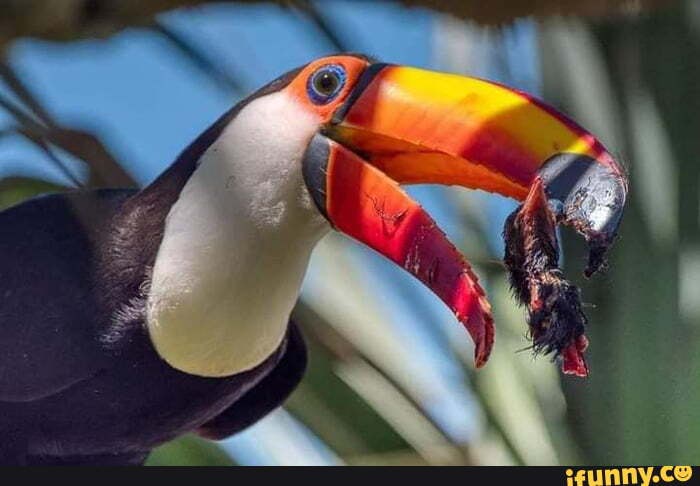 Tucán memes. Best Collection of funny Tucán pictures on iFunny