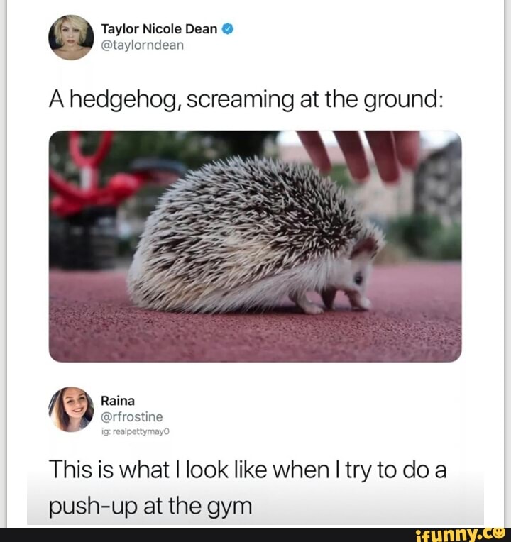A hedgehog, screaming at the ground: This is what I look like when ltry ...
