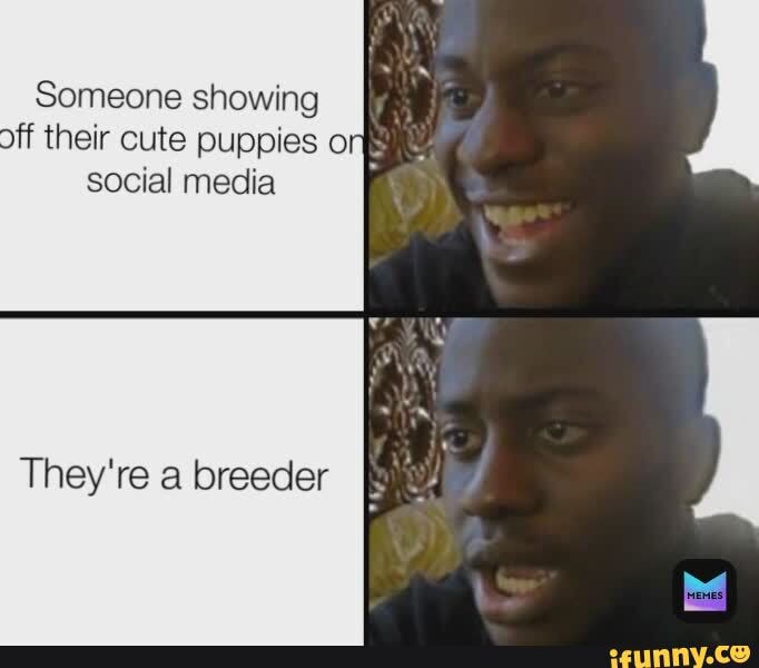 Someone showing off their cute puppies o social media They're a breeder ...