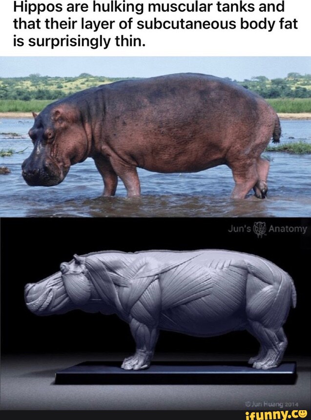 Hippos are hulking muscular tanks and that their layer of subcutaneous ...