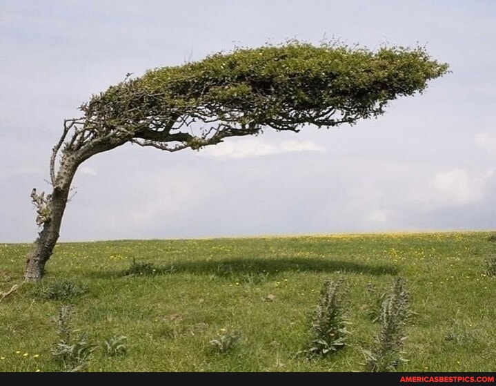 Slope Point in New Zealand’s South Island is known for its persistent and strong winds, often ...