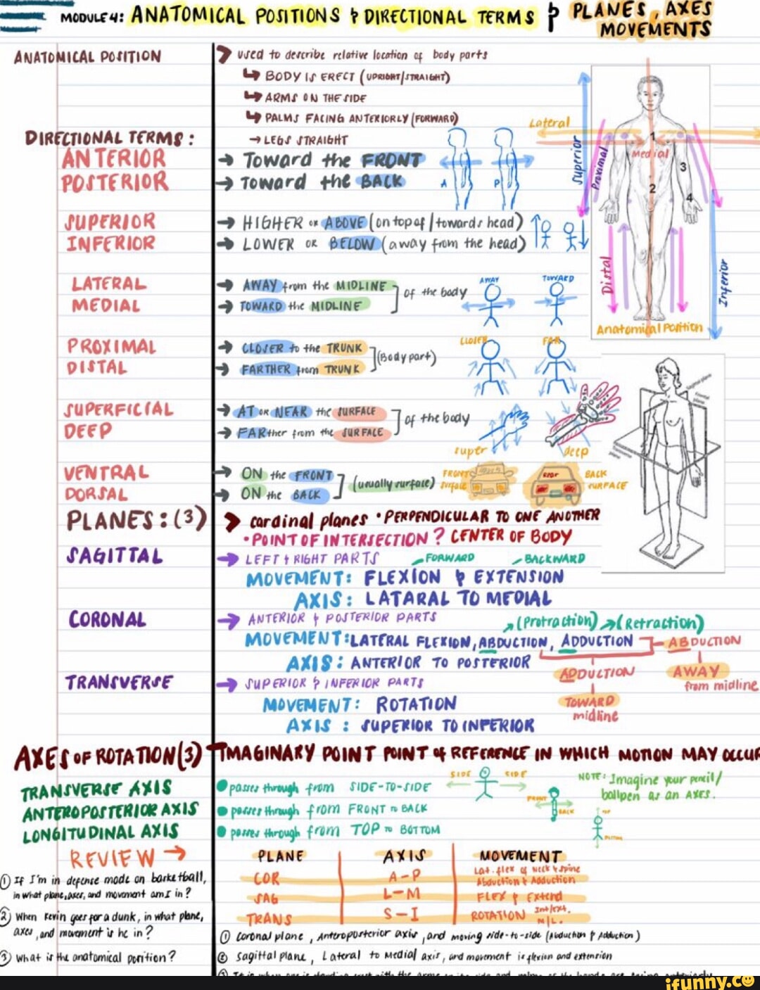 ANATOMICAL POSITION DIRECTIONAL TERMS : ANTERIOR POSTERIOR SUPERIOR ...