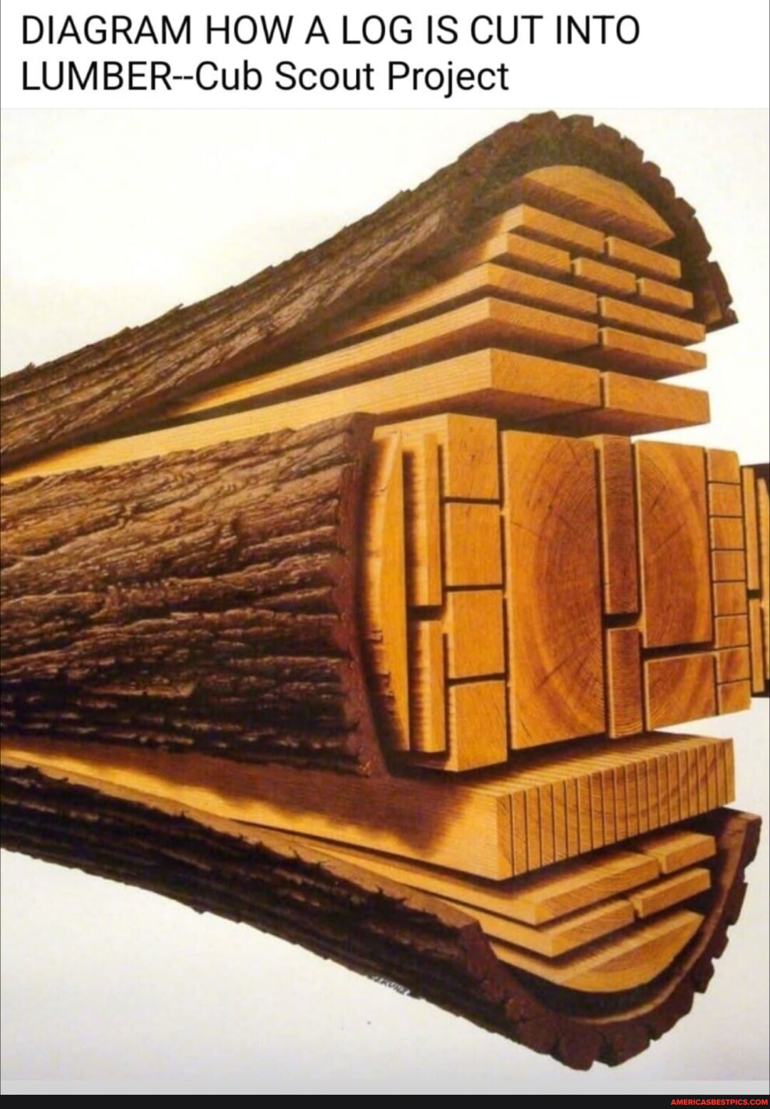 DIAGRAM HOW A LOG IS CUT INTO Scout Project - America’s best pics and ...