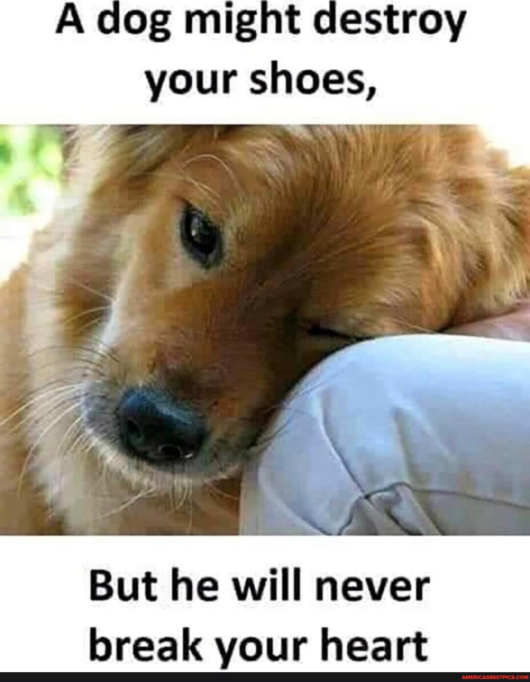 A dog might destroy your shoes, But he will never break your heart ...