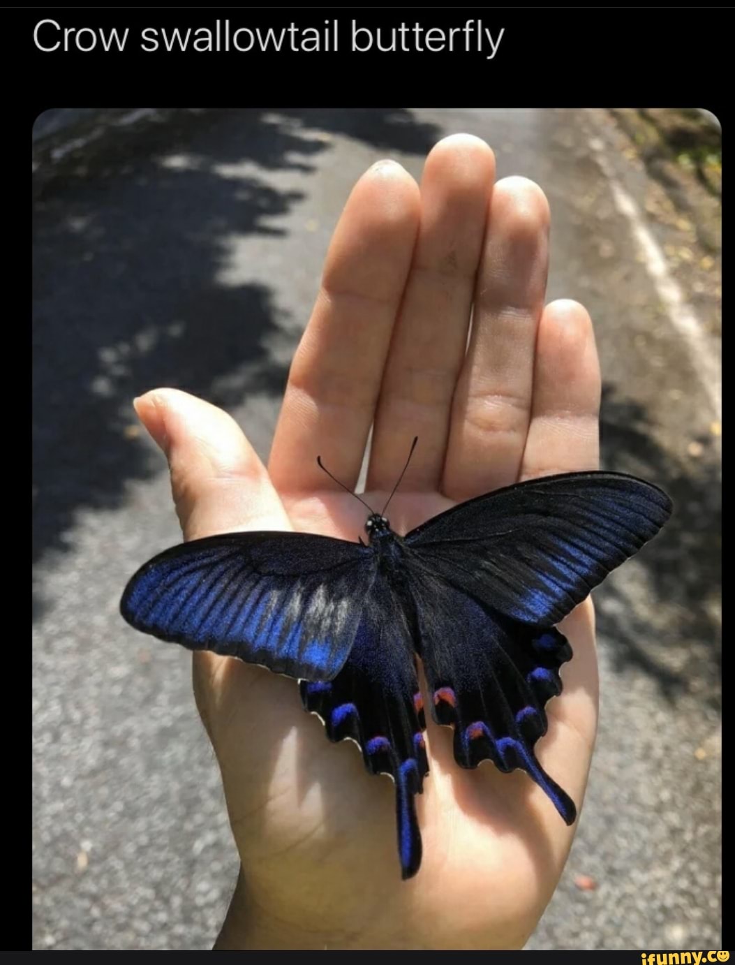 Crow swallowtail butterfly - iFunny
