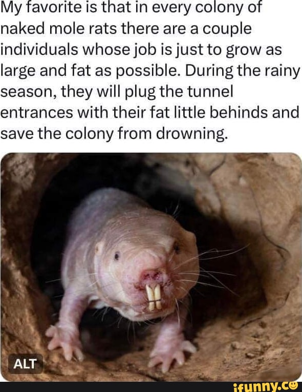 Video memes 0ABTuAKAB by Shinozaki - iFunny