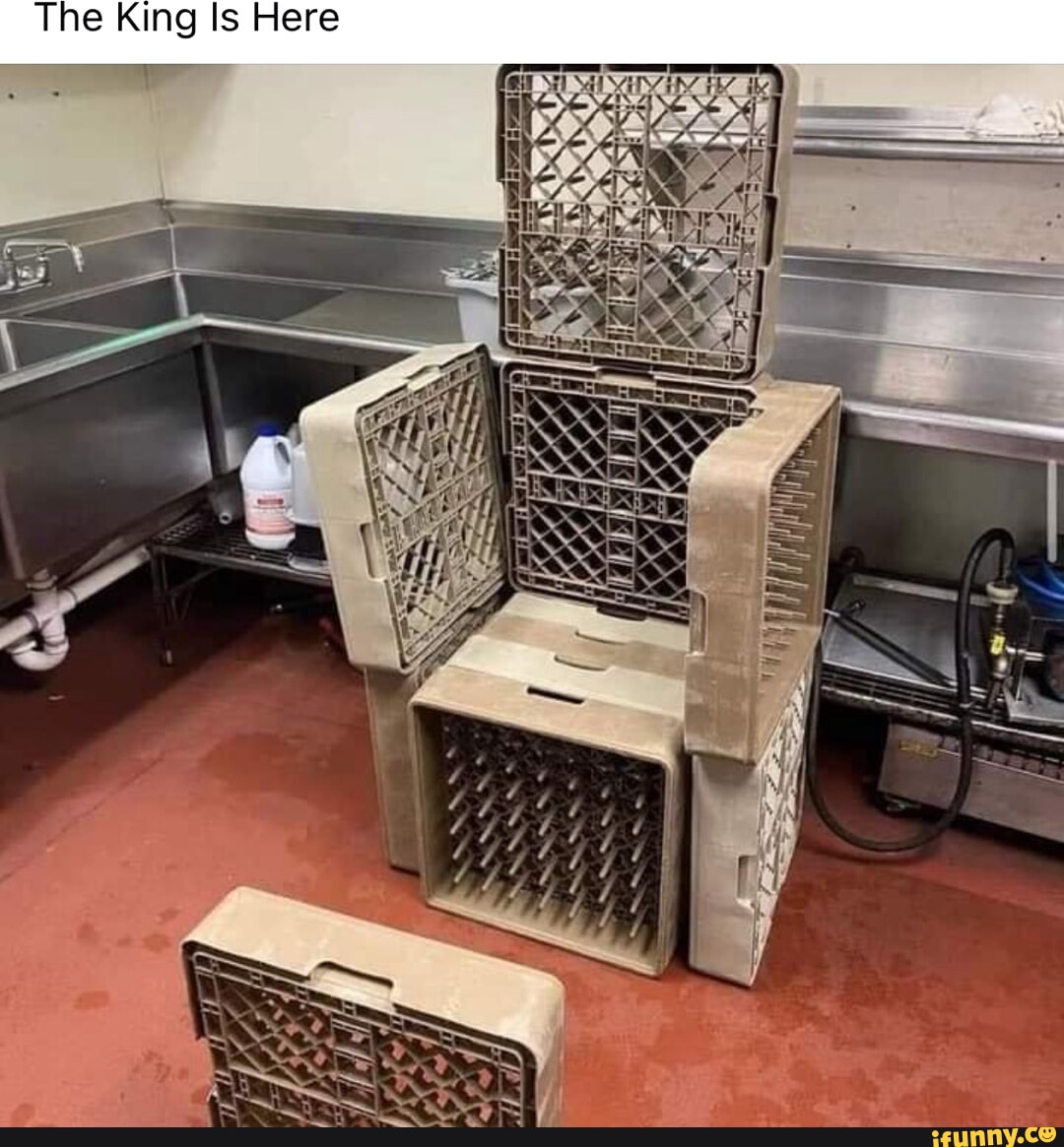 BIRD OF THE DAY: THE AFRICAN CHIRPER - iFunny