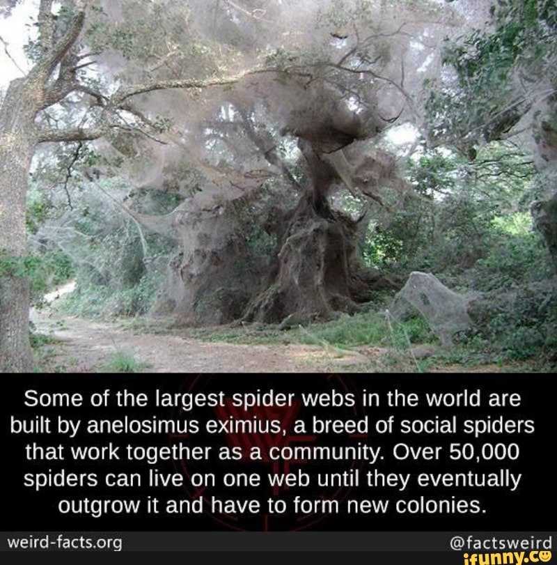 Some of the largest spider webs in the world are built by anelosimus ...
