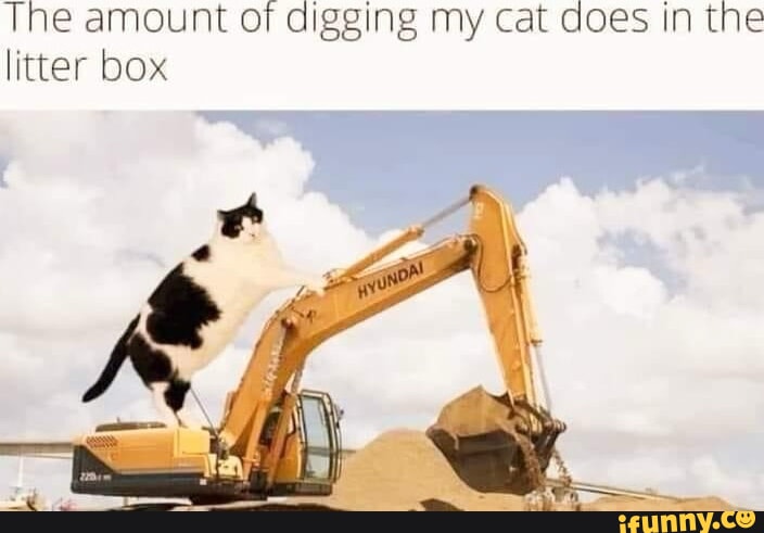 Cats memes memes. The best memes on iFunny