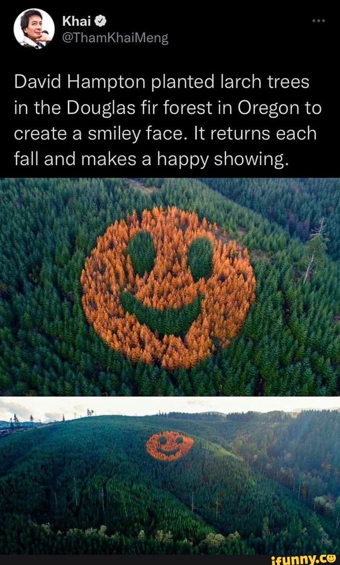 Khai David Hampton planted larch trees in the Douglas fir forest in ...