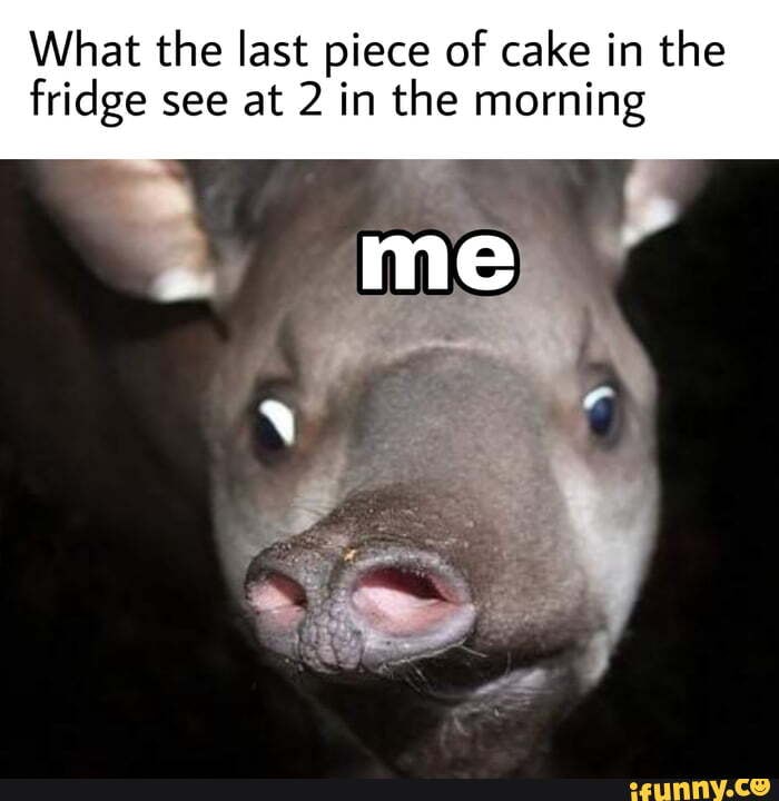 Malayan_tapir memes. Best Collection of funny Malayan_tapir pictures on ...