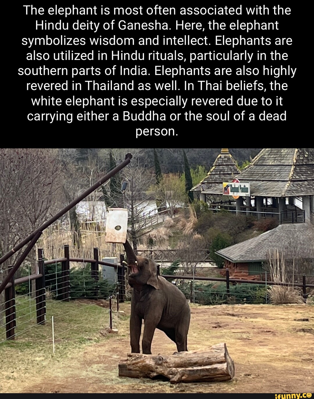 Ganesha memes. Best Collection of funny Ganesha pictures on iFunny