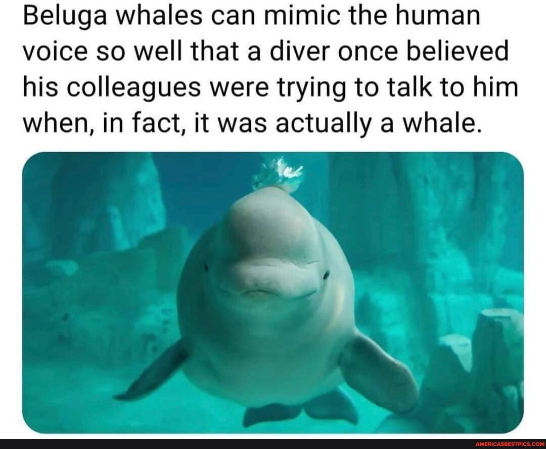Beluga whales can mimic the human voice so well that a diver once ...