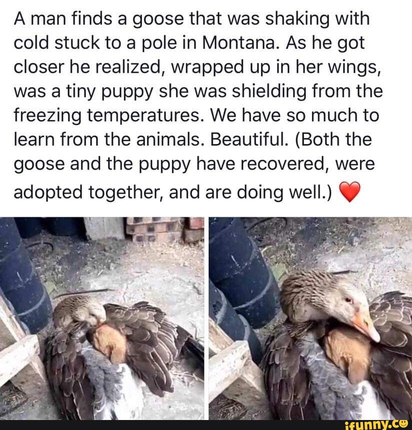 Love is strong: But babushka with RPG is stronger - iFunny