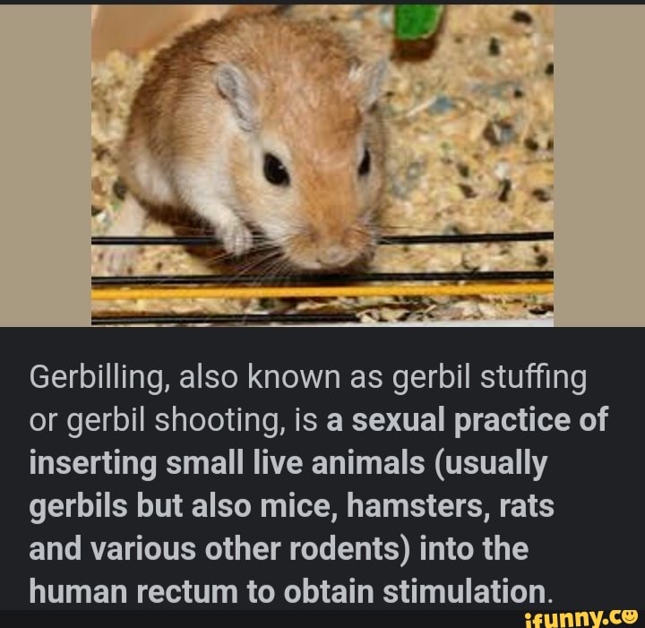 Gerbilling, also known as gerbil stuffing or gerbil shooting, is a ...