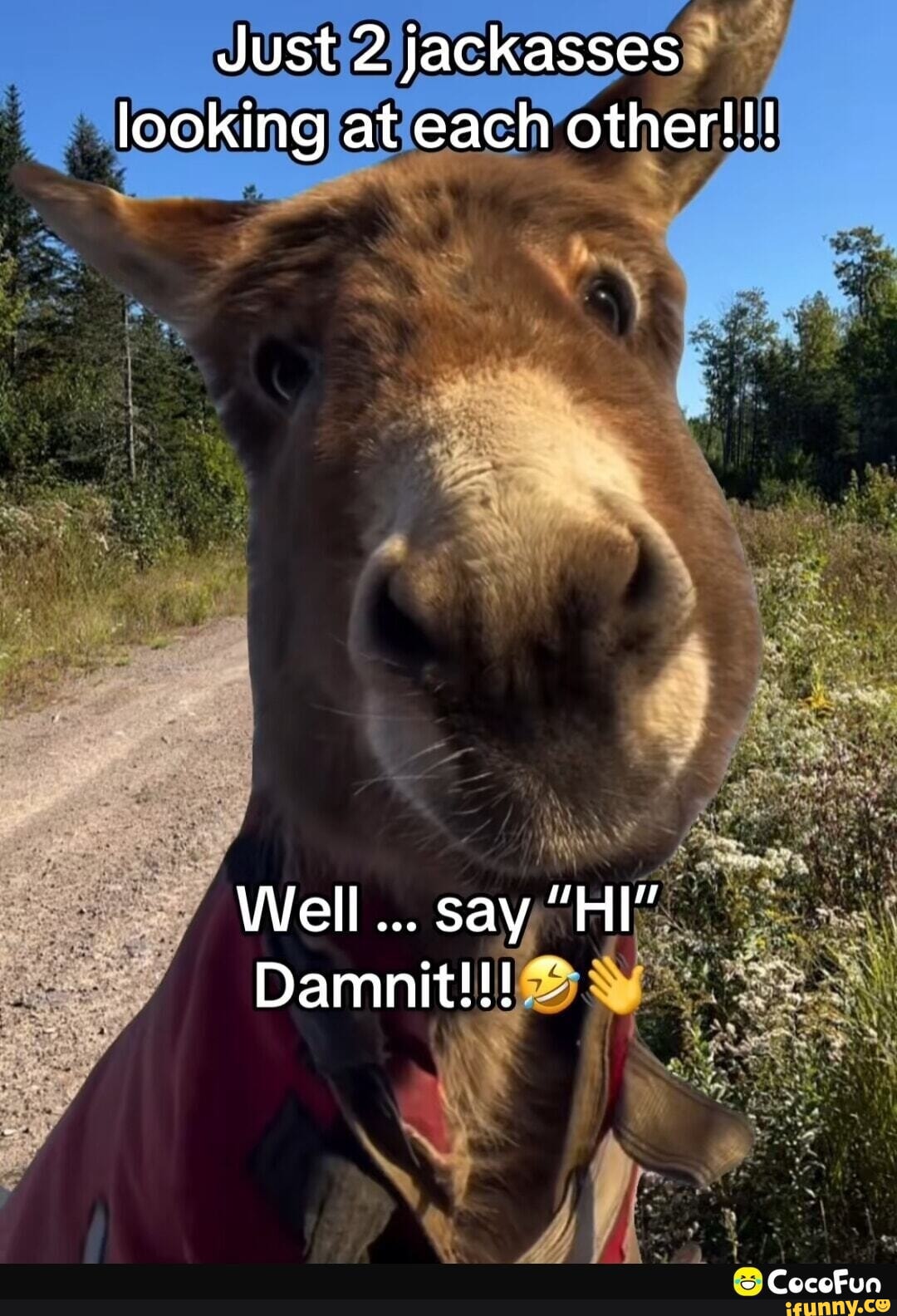 Just 2 jackasses looking at each other!!! Well say "HI" Damnit ...