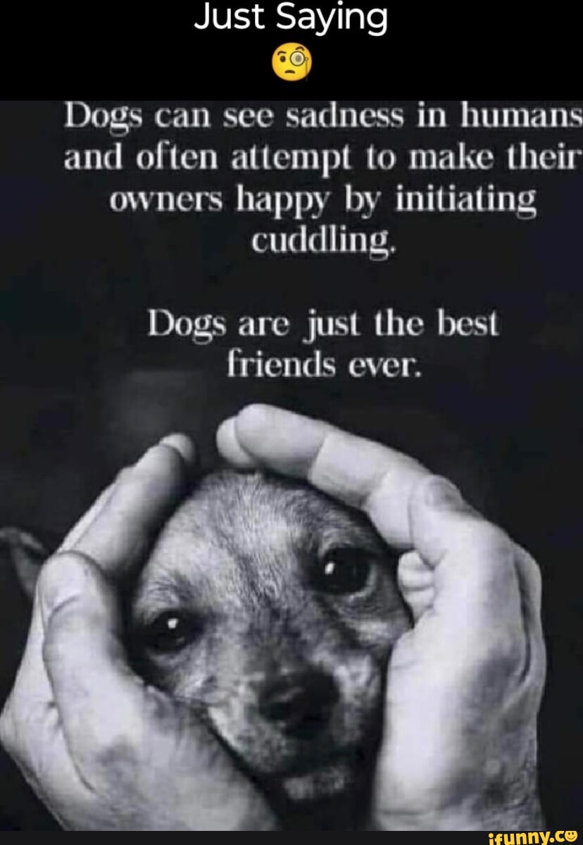 Just Saying Dogs can see sadness in humans and often attempt to make ...