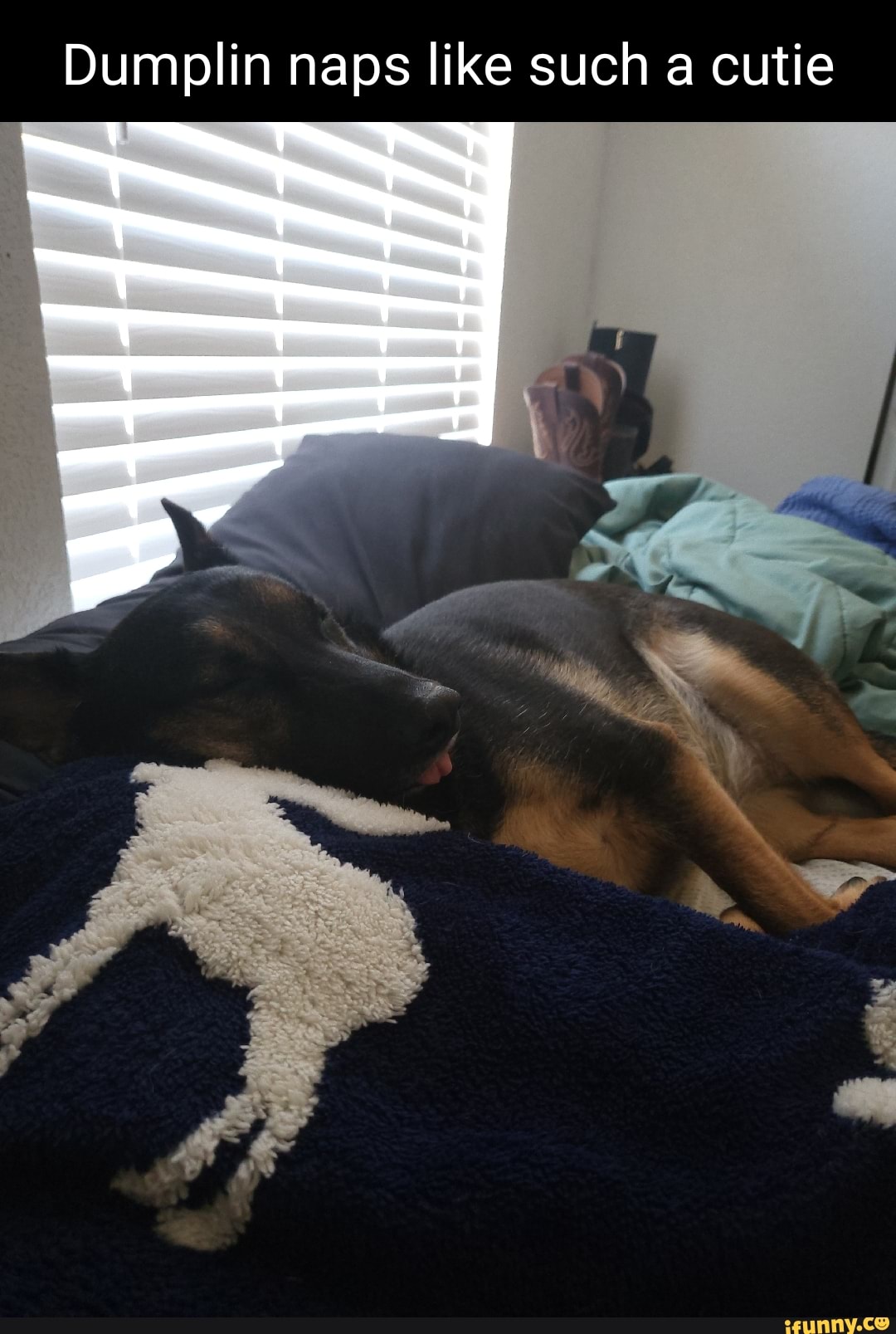 Dumplin memes. Best Collection of funny Dumplin pictures on iFunny