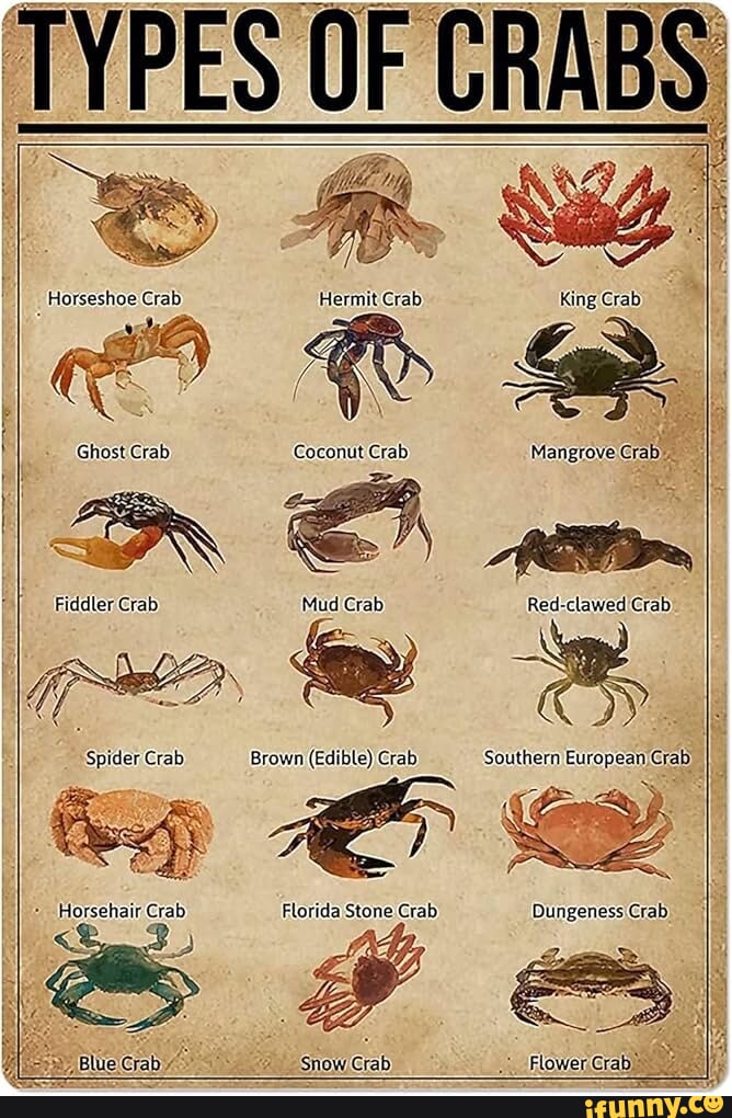 TYPES OF CRABS Hermit Crab King Crab Horseshoe Crab Ghost Crab Coconut ...