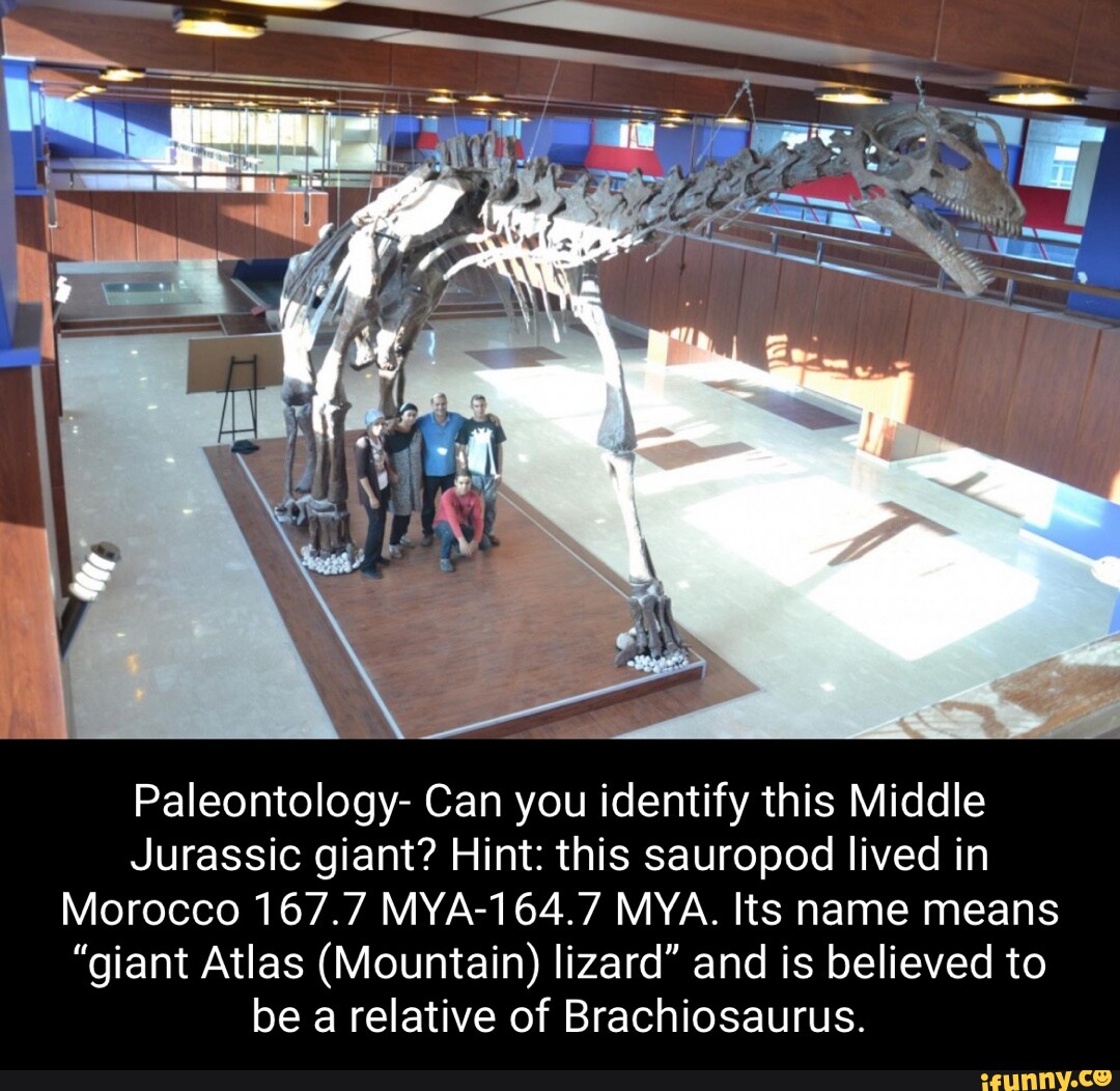 Brachiosaurus memes. Best Collection of funny Brachiosaurus pictures on ...