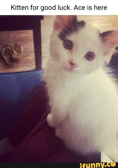 Kitten for good luck. Ace is here - iFunny