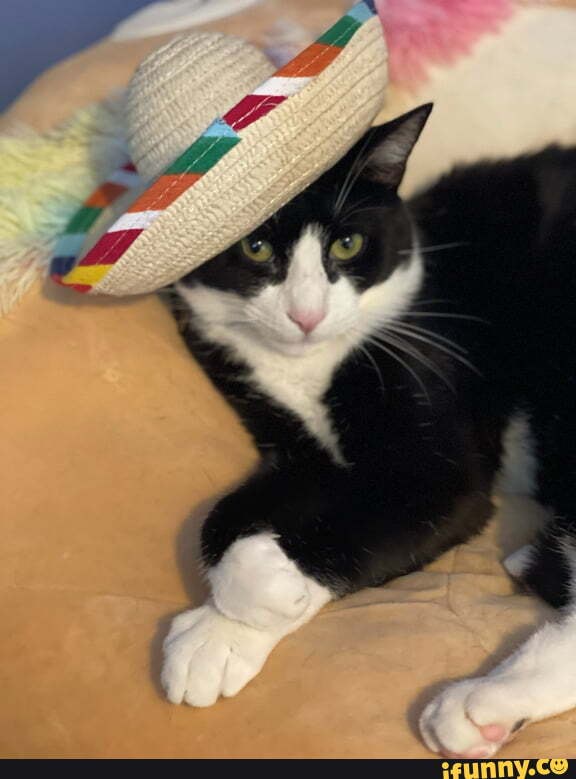 Olé memes. Best Collection of funny Olé pictures on iFunny