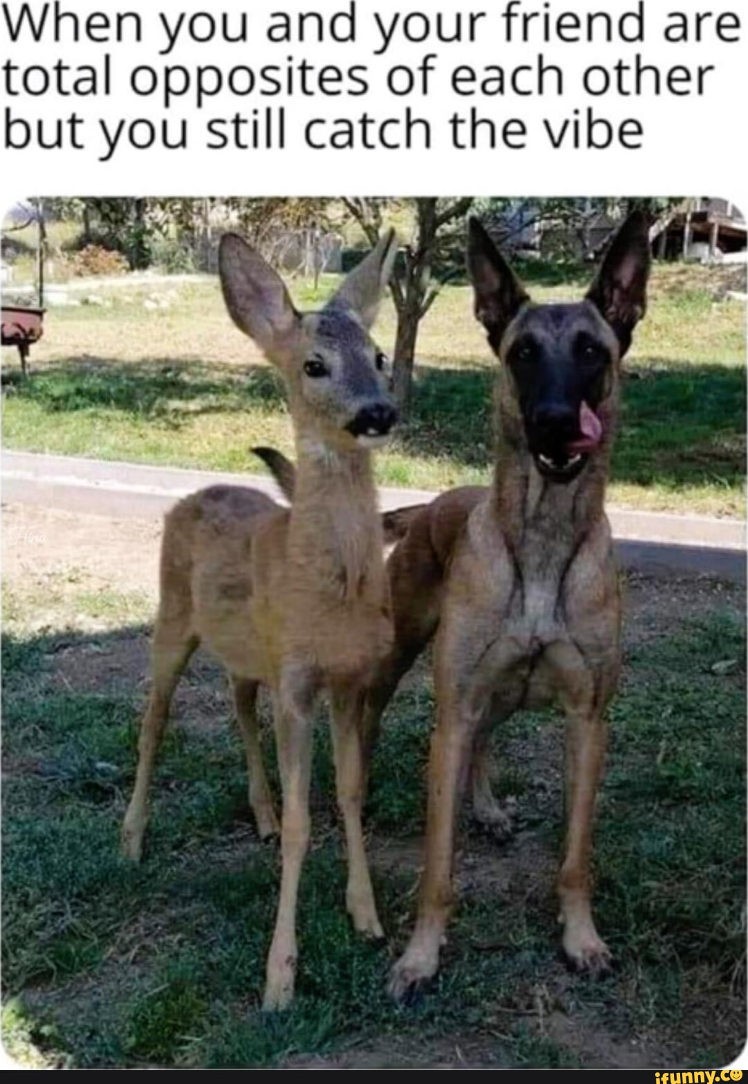 Opposites memes. Best Collection of funny Opposites pictures on iFunny