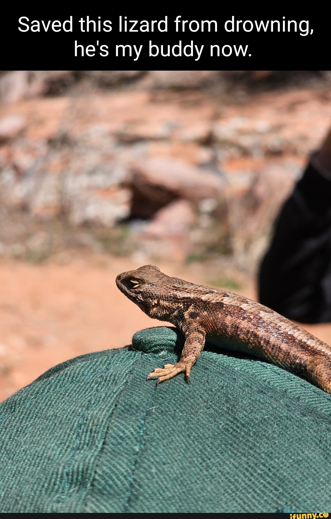Saved this lizard from drowning, he's my buddy now. - iFunny