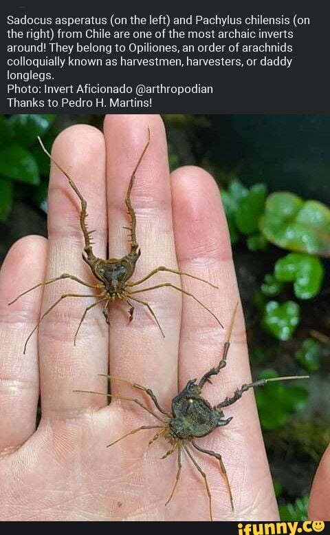 Sadocus asperatus (on the left) and Pachylus chilensis (on the right ...